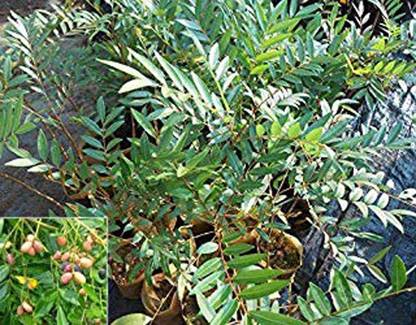 Trothic Gardens Live Herb Plant Lakshmi Tharu Taru, Paradise Tree ...