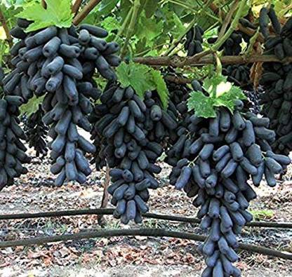 Trothic Gardens Live Plant Grape Fruit Black Grapes Indian Wine Balcony ...