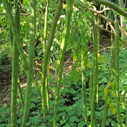 SHOP 360 GARDEN DRUMSTICK / SAJNA / MORINGA SEEDS - HYBRID - 500 SEEDS ...
