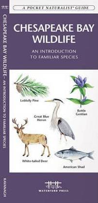 Chesapeake Bay Wildlife: Buy Chesapeake Bay Wildlife by Kavanagh James Senior Consultant at Low ...