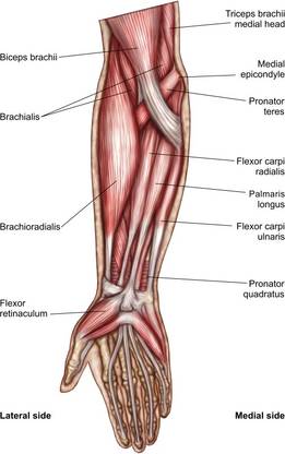 Anatomy of human forearm muscles superficial anterior view Canvas Art ...