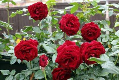 SSPLANTS Red Kashmiri Rose Plants SAMER BLOOM PLANT Seed Price in India ...