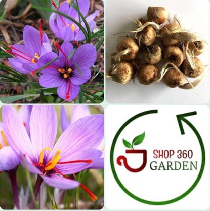 Saffron Crocus Flower Seeds | Best Flower Site