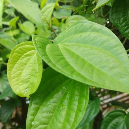 pb mandira plant Betel Leaf Plant Price in India - Buy pb mandira plant ...