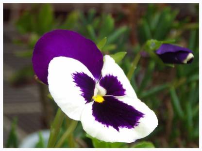 SSPLANTS Heart Leaf Oxycardium Plant Price in India - Buy SSPLANTS ...