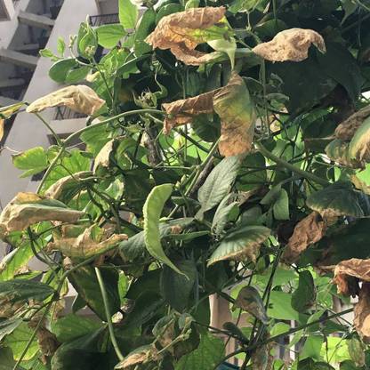 Rosemary Sem Fali Seed Price in India - Buy Rosemary Sem Fali Seed ...