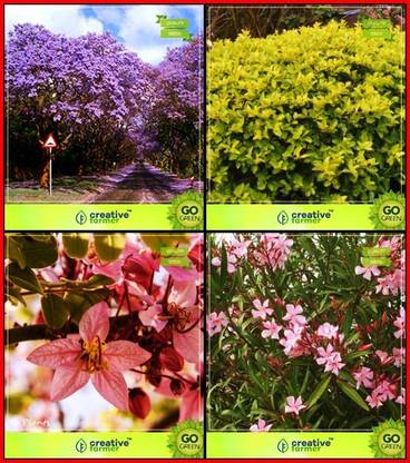 OhhSome For Garden Combo Tree Seeds : Jacaranda Mimosafolia, Duranta ...