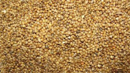 varsha traders Organic Natural Little Millet Seeds / Sama / Gajro ...