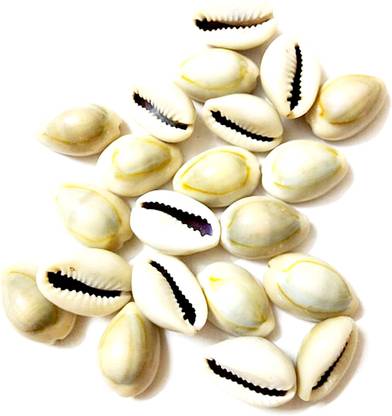 Zhunmun Natural original Kawdi, Kaudi, Kowdi, Cowrie, Koudi, Kodi ...