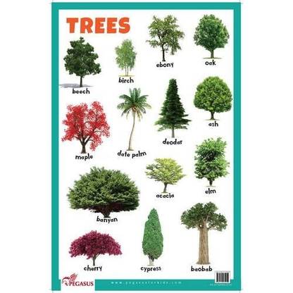 Trees Educational Chart: Buy Trees Educational Chart by Pegasus at Low ...
