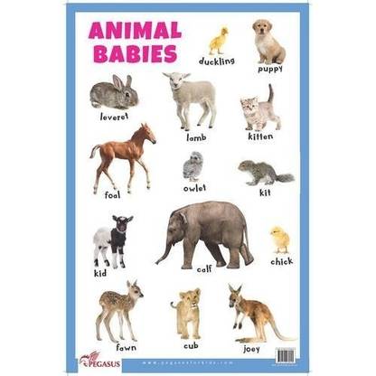 Animal Babies Educational Chart: Buy Animal Babies Educational Chart by ...