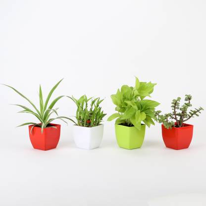 GREENZ Money Plant Price in India - Buy GREENZ Money Plant online at ...