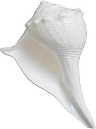 Divya Mantra Original Natural Pure Traditional Dakshinavarti 3 Inch ...