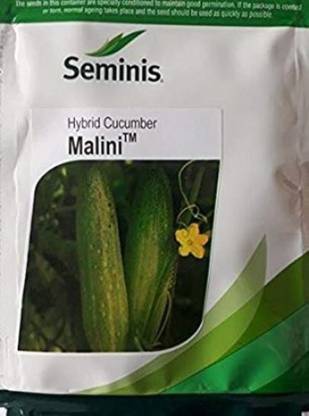 seminis Cucumber Seed Price in India - Buy seminis Cucumber Seed online ...
