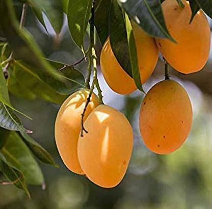 KRISHNA Mango Fruit Plant Seed Price in India - Buy KRISHNA Mango Fruit ...