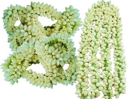 Grow Basket Jasmine flower seed ( Madurai Malligai) | Pack of 2 Pack ...