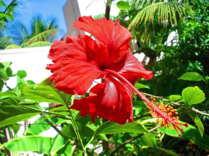 pb mandira plant Hibiscus Plant Price in India - Buy pb mandira plant ...