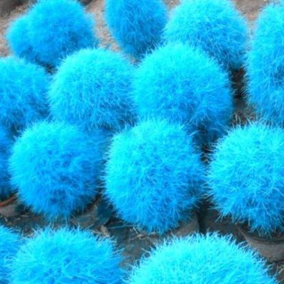 Redoak Burning Bush Kochia Scoparia Grass Seeds-Blue-100Pcs Seed Price ...