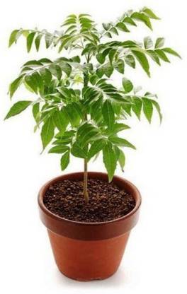 The Nursery Neem Plant Price in India - Buy The Nursery Neem Plant ...