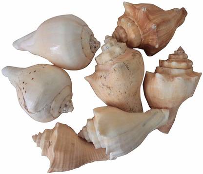 Kumarihandicrafts Large Sea Shells for Aquarium & Home Decoration ...