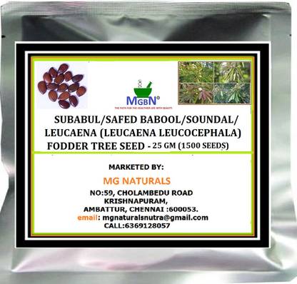MGBN SUBABUL/SAFED BABOOL/SOUNDAL/LEUCAENA (LEUCAENA LEUCOCEPHALA ...