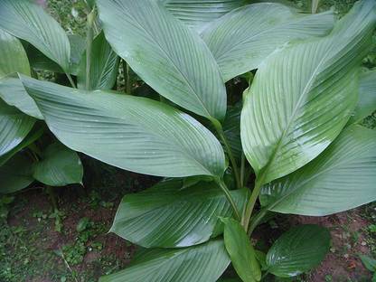 SHOP 360 GARDEN Curcuma Amada, Mango Ginger, Amba Haldi Plant Rhizomes ...