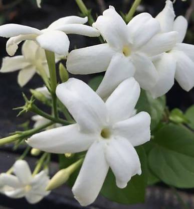 Trothic Gardens Motia Live Plant Price in India - Buy Trothic Gardens ...