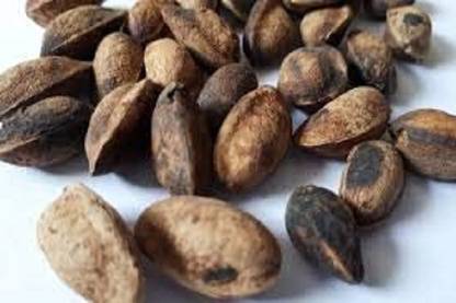 Green India Simarouba Glauca-Lakshmi Taru Seeds Pack Of 100 G Seed ...