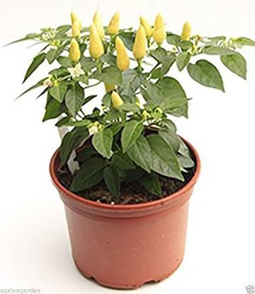 Trothic Gardens White Bird Eye Chilli-Kanthari Mulaku/Thai Pepper Seed ...