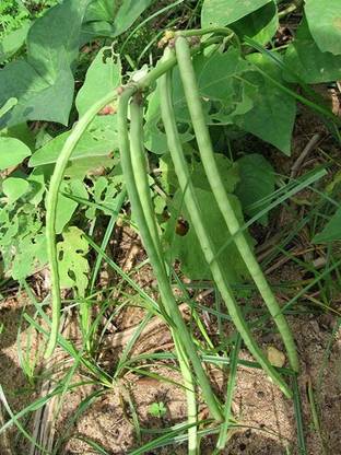 Trothic Gardens Cowpea/Lobia/Sheng Chawli Seeds - Kitchen Gardening ...