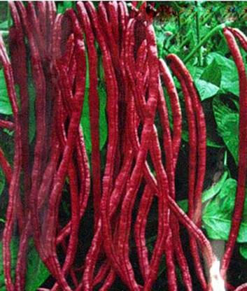 LushGreen Gardens " Red Cowpea" Red Long Beans/Barbatti Vegetable Seeds ...