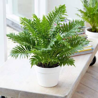 Earth Angels Fern Plant Price in India - Buy Earth Angels Fern Plant ...