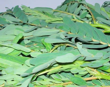 OMOM AGASTHI / BOKFUL / AGATHI KEERAI SEEDS 100 Seed Price in India ...