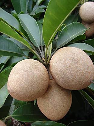 pb mandira plant Chiku Plant Price in India - Buy pb mandira plant ...