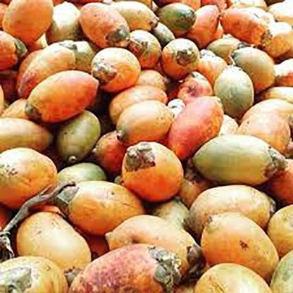 Trothic Hybrid Rare Dwarf Arecanut Supari Plant Seeds Seed Price in ...