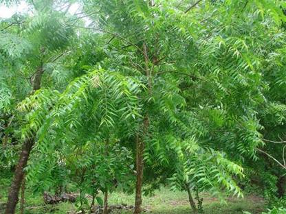 LushGreen Neem Plant Price in India - Buy LushGreen Neem Plant online ...