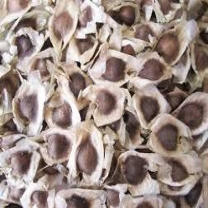 Saisha International Moringa/Drumstick/Shevaga/Shevga Seeds-1 KG Seed ...