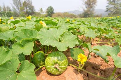 Bahan Traders Pumpkin/Kaddu Vegetables Seeds 10 gm For Home Gardening ...