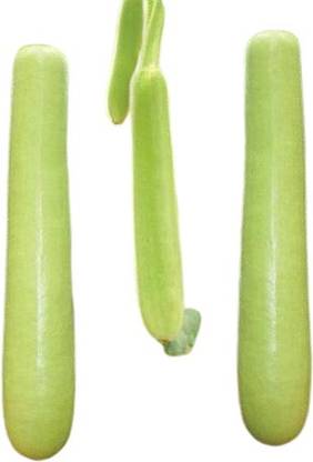 RoyalGardening Loki, Bottle Gourd seeds Seed Price in India - Buy ...