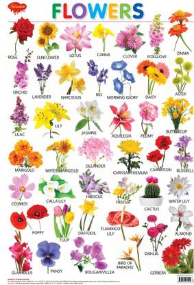 Flowers Wall Chart: Buy Flowers Wall Chart by SAWAN at Low Price in ...