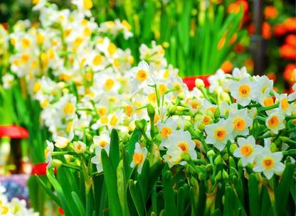 Navya germination Nargis Narcissus Seed Price in India - Buy Navya ...