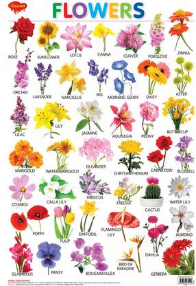 Flowers Name In Marathi With Pictures - Home Alqu