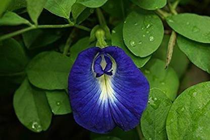 Mohini Plant Aparajita/ Butterfly Pea Plant Price in India - Buy Mohini ...