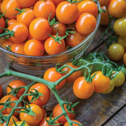 Qualtivate ™ Honeycomb Hybrid Golden Orange Cherry Tomato Rich Flavour ...