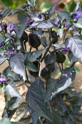 prev ™ XX-926-Chilli seeds Black Cobra Hot Pepper Chilli Seed Price in ...