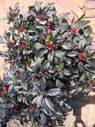 DROXTY ® XX-277-Black Pearl Pepper Chilli Seeds Seed Price in India ...
