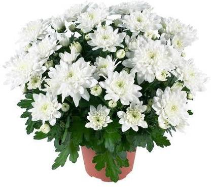 HEALTHY PLANT Chrysanthemums/ Guldavari Plant Price in India - Buy ...