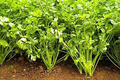 KANAYA Hybrid Coriander Dhania Seeds For Home Gardening Seed Price in ...