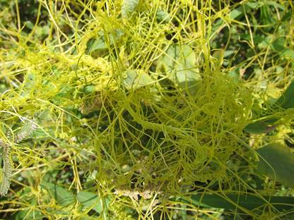 Platone CUSCUTA REFLEXA Seed Price in India - Buy Platone CUSCUTA ...