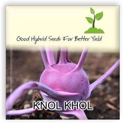 Biosnyg Purple Knol Khol Hybrid Imported Vegetable Seeds 1000 Seeds ...